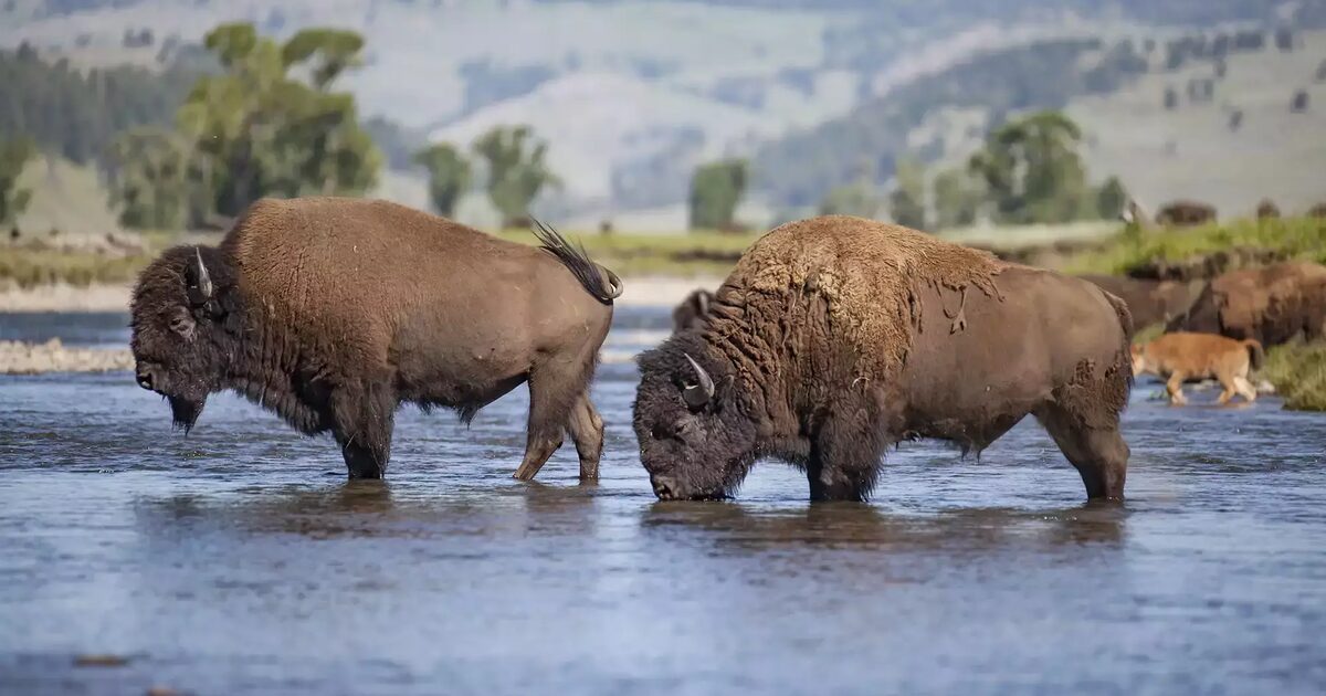 How Yellowstone Helped Save the National Mammal | The American Buffalo ...