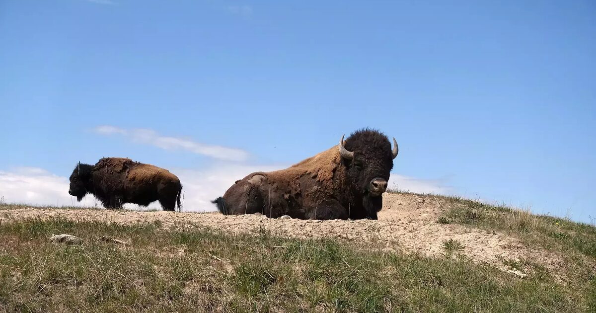 Buffalo, Salish & Kalispel People, and Bison Range Restoration | The ...