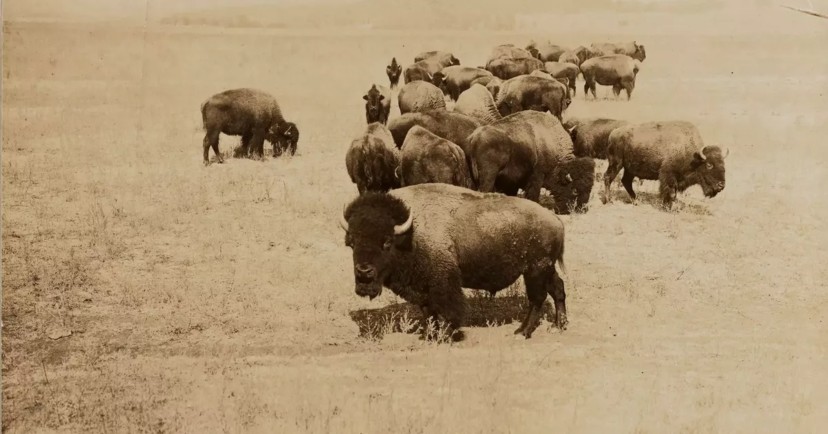 Is it Bison or Buffalo? | The American Buffalo | Ken Burns | PBS