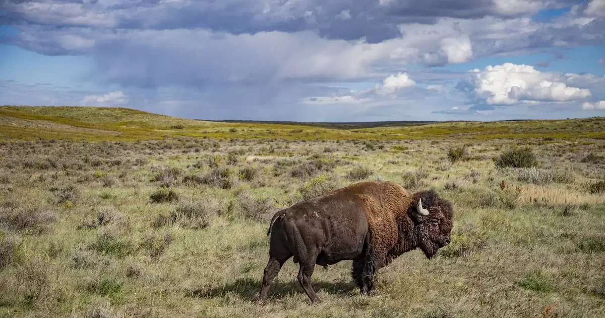 Indigenous Knowledge, Grasslands and Bison | The American Buffalo | Ken ...