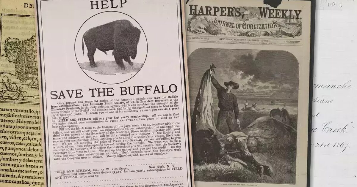 Perspectives: The American Buffalo's Past and Present | The American ...