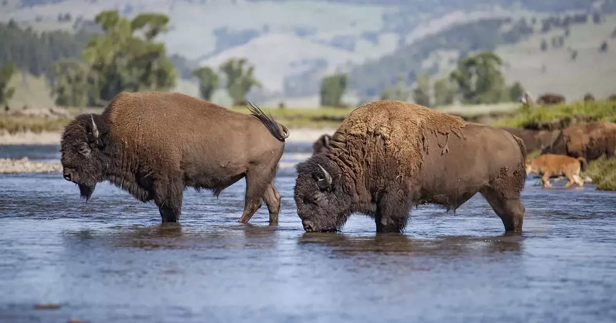 Multimedia Timeline of the American Buffalo 10,000BC - Today | Ken ...